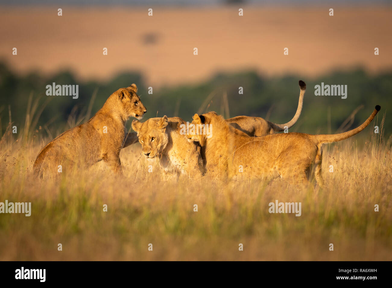 Three lionesses play fight in long grass Stock Photo - Alamy