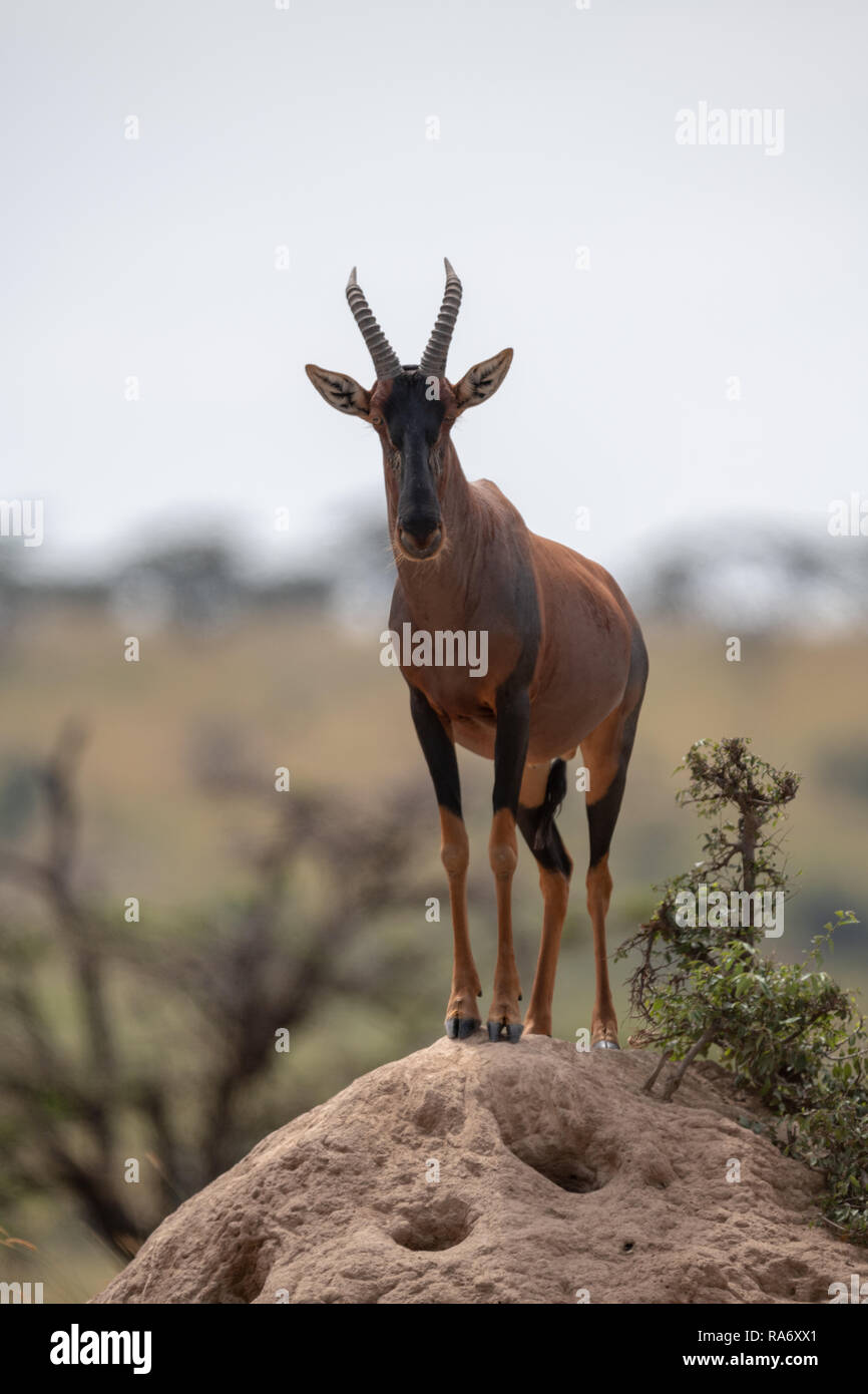 Topi stands facing camera on rocky mound Stock Photo - Alamy