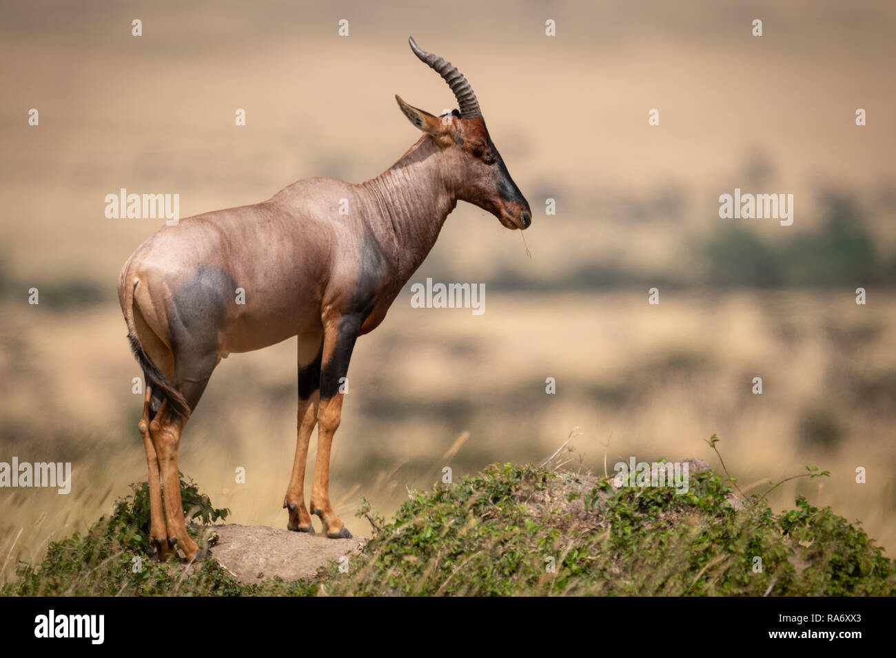 Topi stands in profile on rocky mound Stock Photo - Alamy
