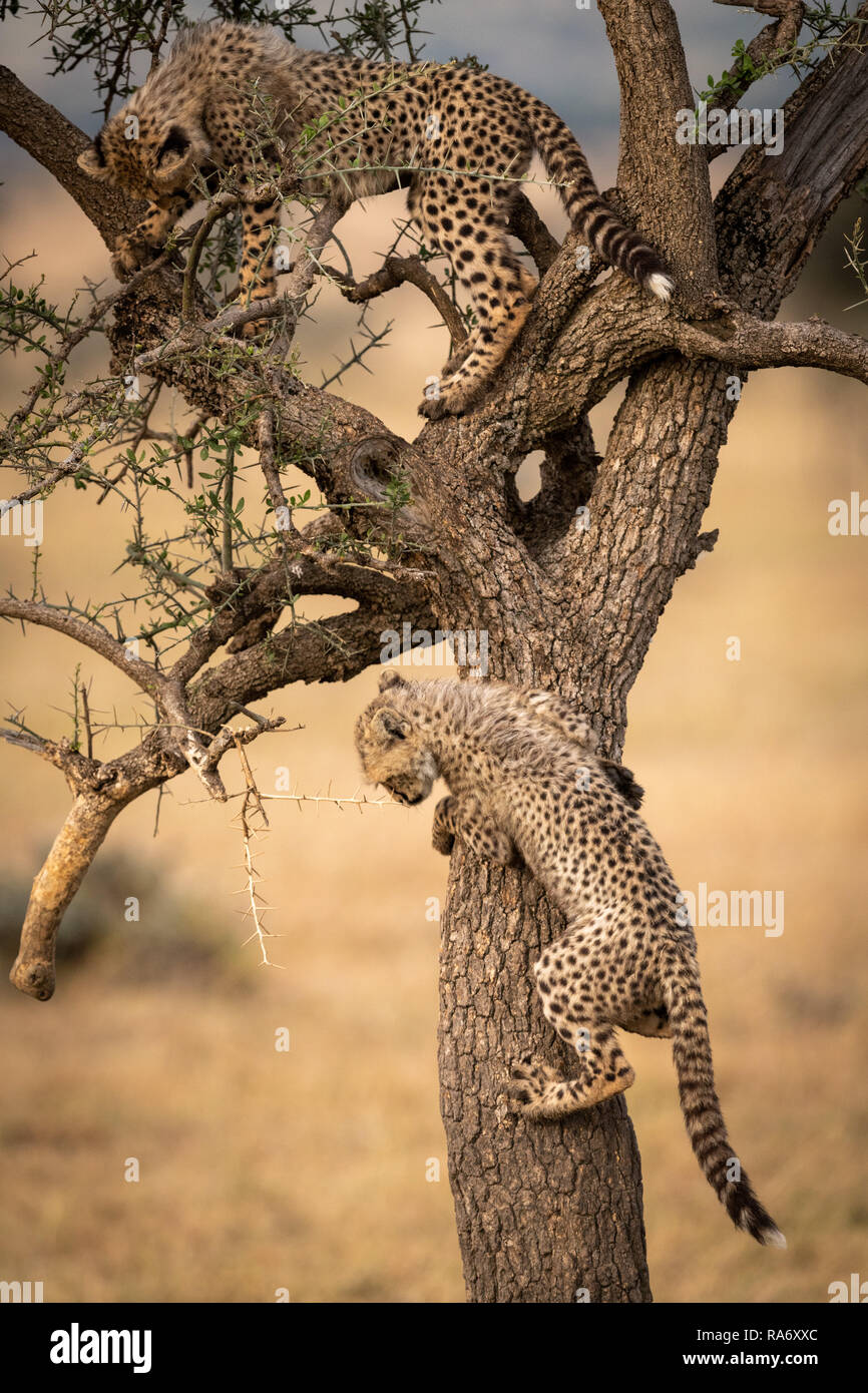 Two cheetah cubs climb tree in savannah Stock Photo - Alamy