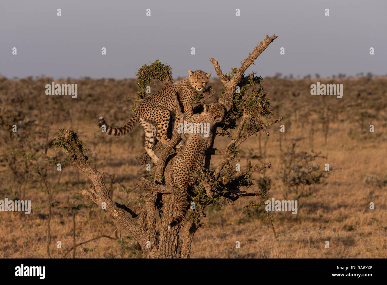 Two cheetah cubs climb tree on savannah Stock Photo - Alamy