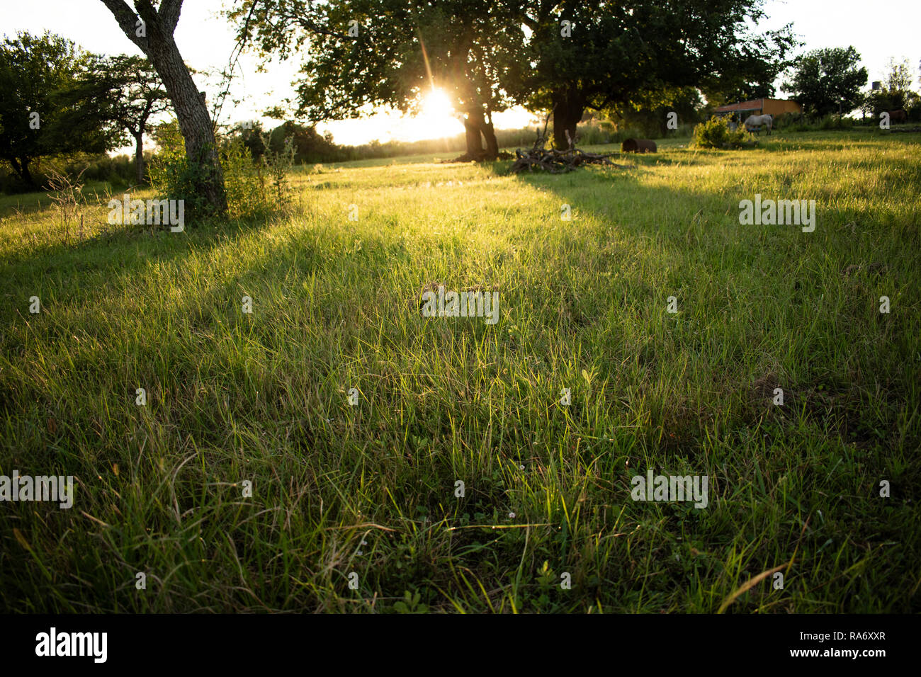 Dawn in the field hi-res stock photography and images - Alamy