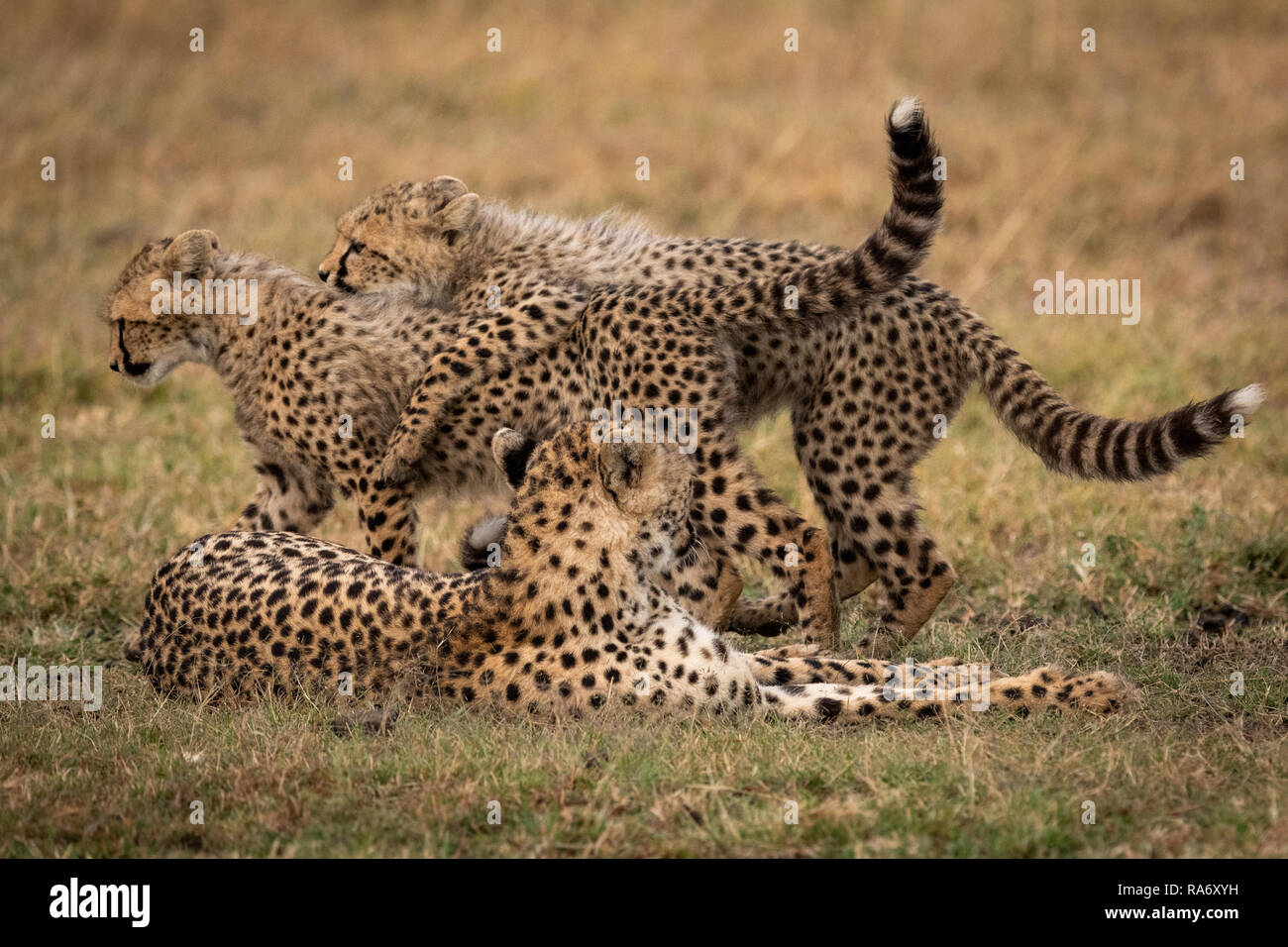 Two cheetah cubs play fight beside another Stock Photo - Alamy