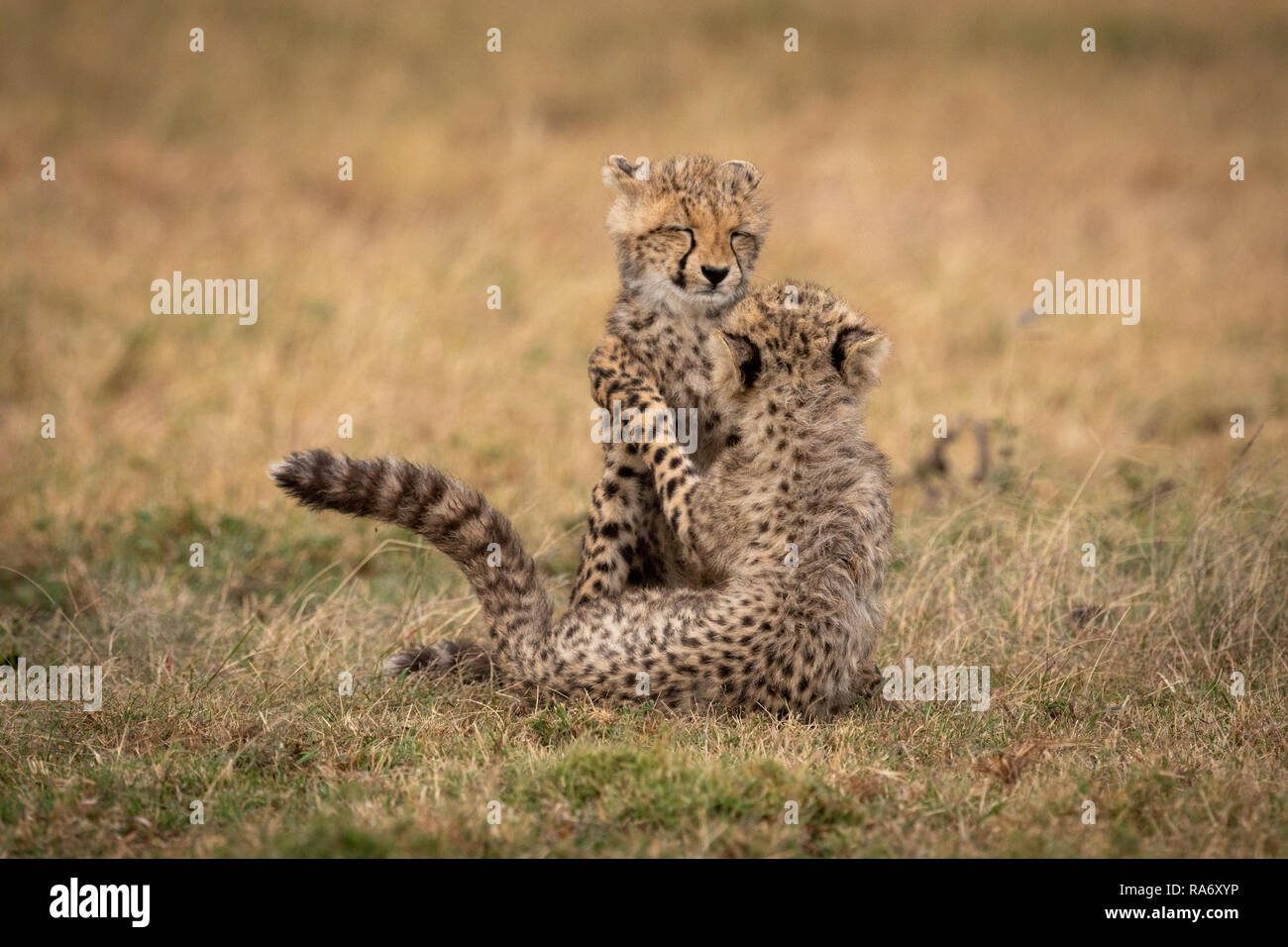 Two cheetah cubs play fight on grass Stock Photo - Alamy