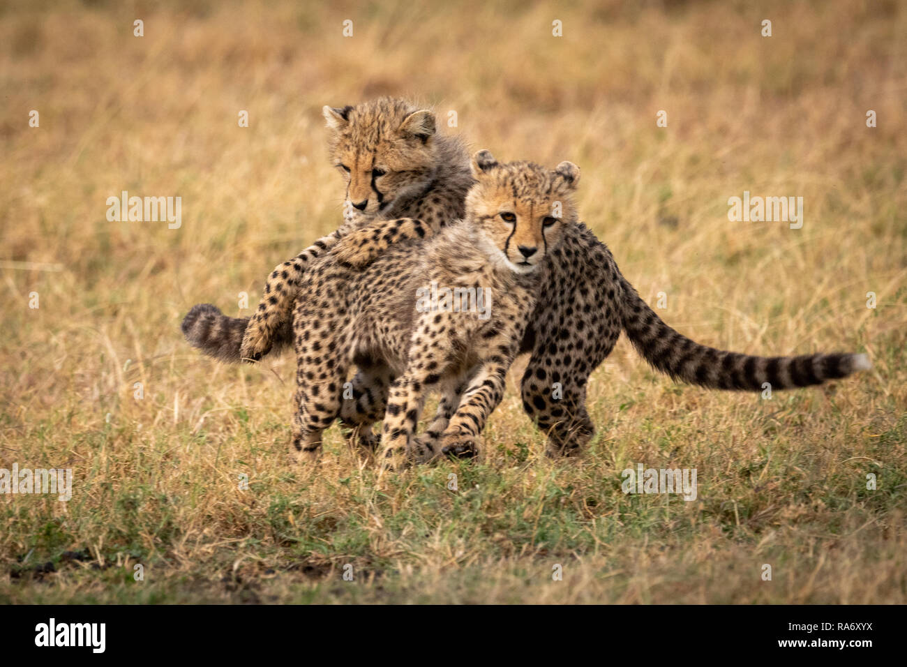 Two cheetah cubs play fighting in grass Stock Photo - Alamy