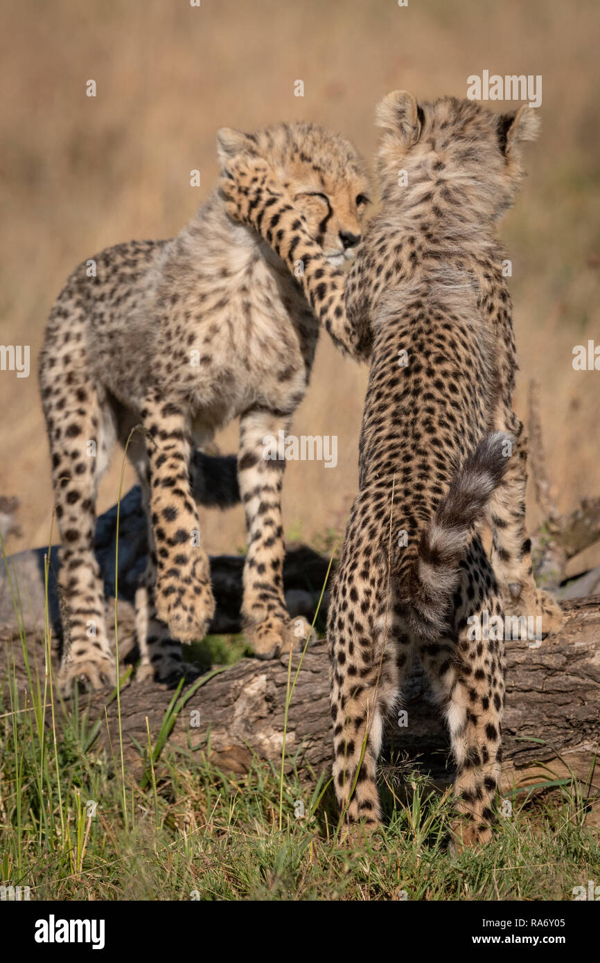 Two cheetah cubs play fighting on logs Stock Photo - Alamy
