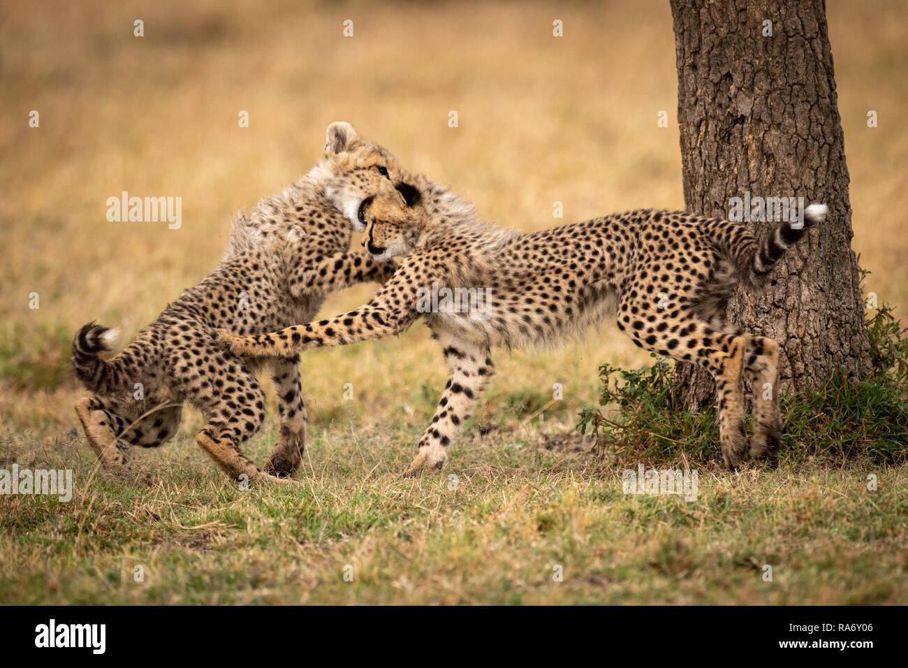 Two cheetah cubs play fighting under tree Stock Photo - Alamy