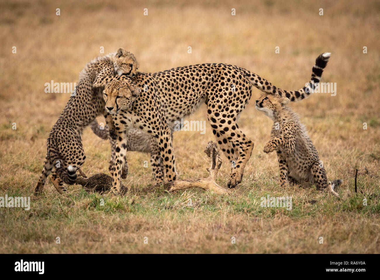 Two cheetah cubs playing with their mother Stock Photo - Alamy
