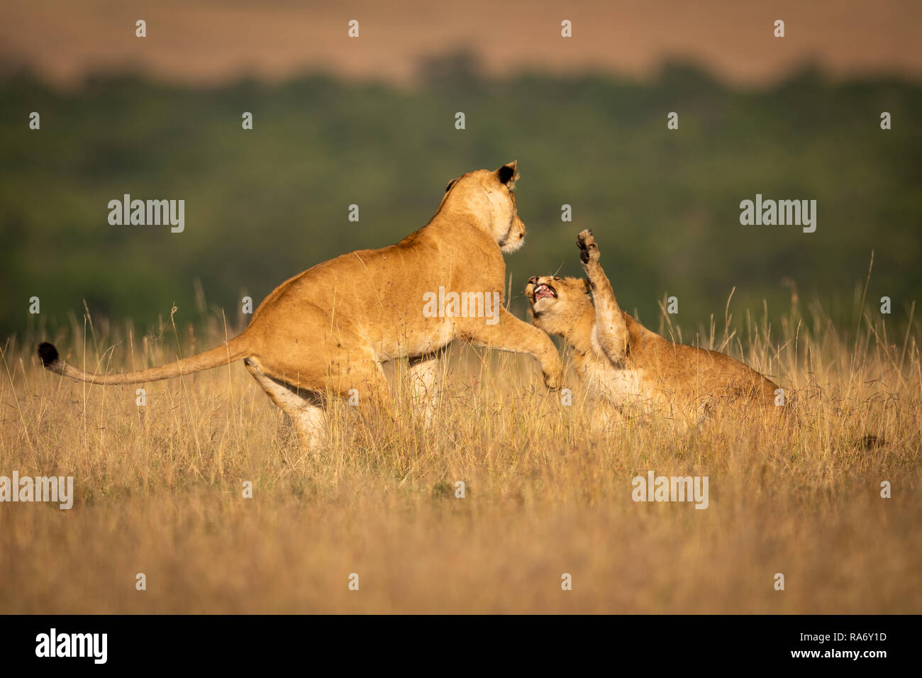 Two lionesses panthera leo playing hi-res stock photography and images ...