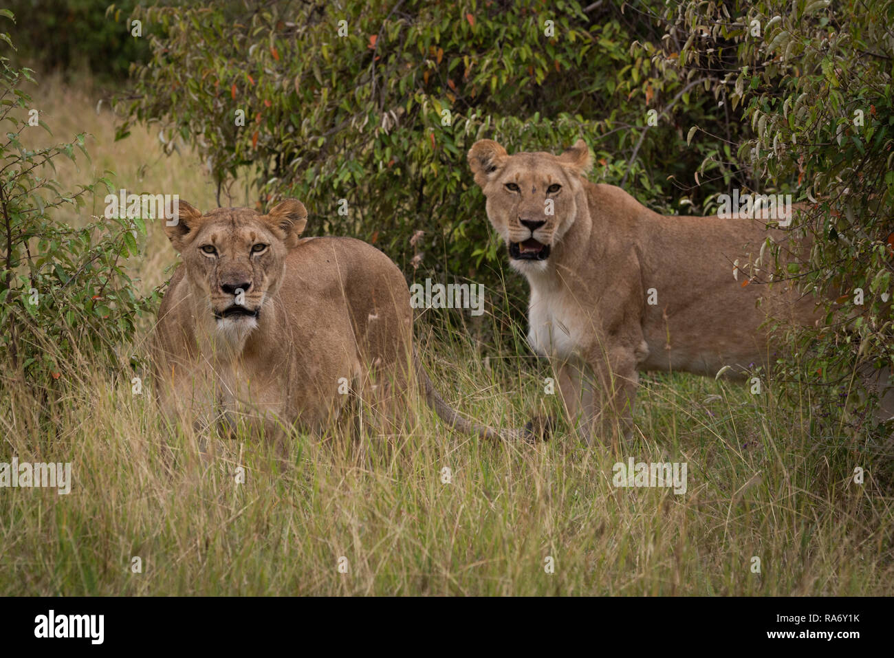 Two lionesses stand in bushes facing camera Stock Photo - Alamy