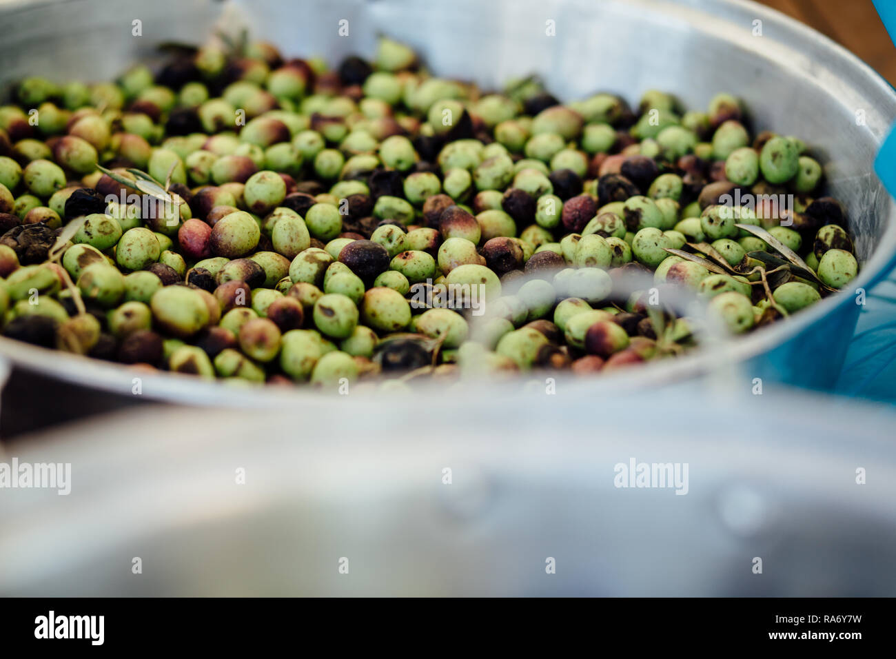 Fresh olives harvest and in a making of fresh harvest. Natural light ...