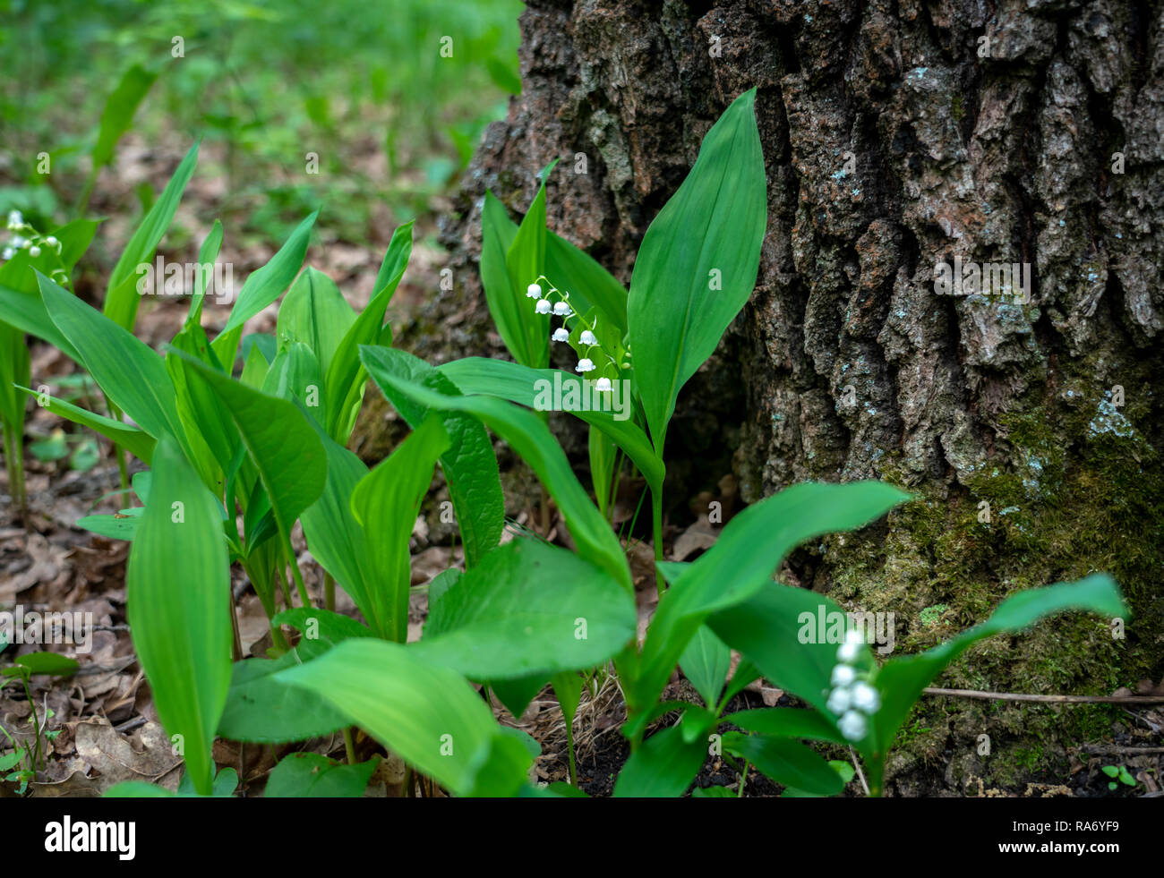 Lily of the valley tree hi-res stock photography and images - Alamy