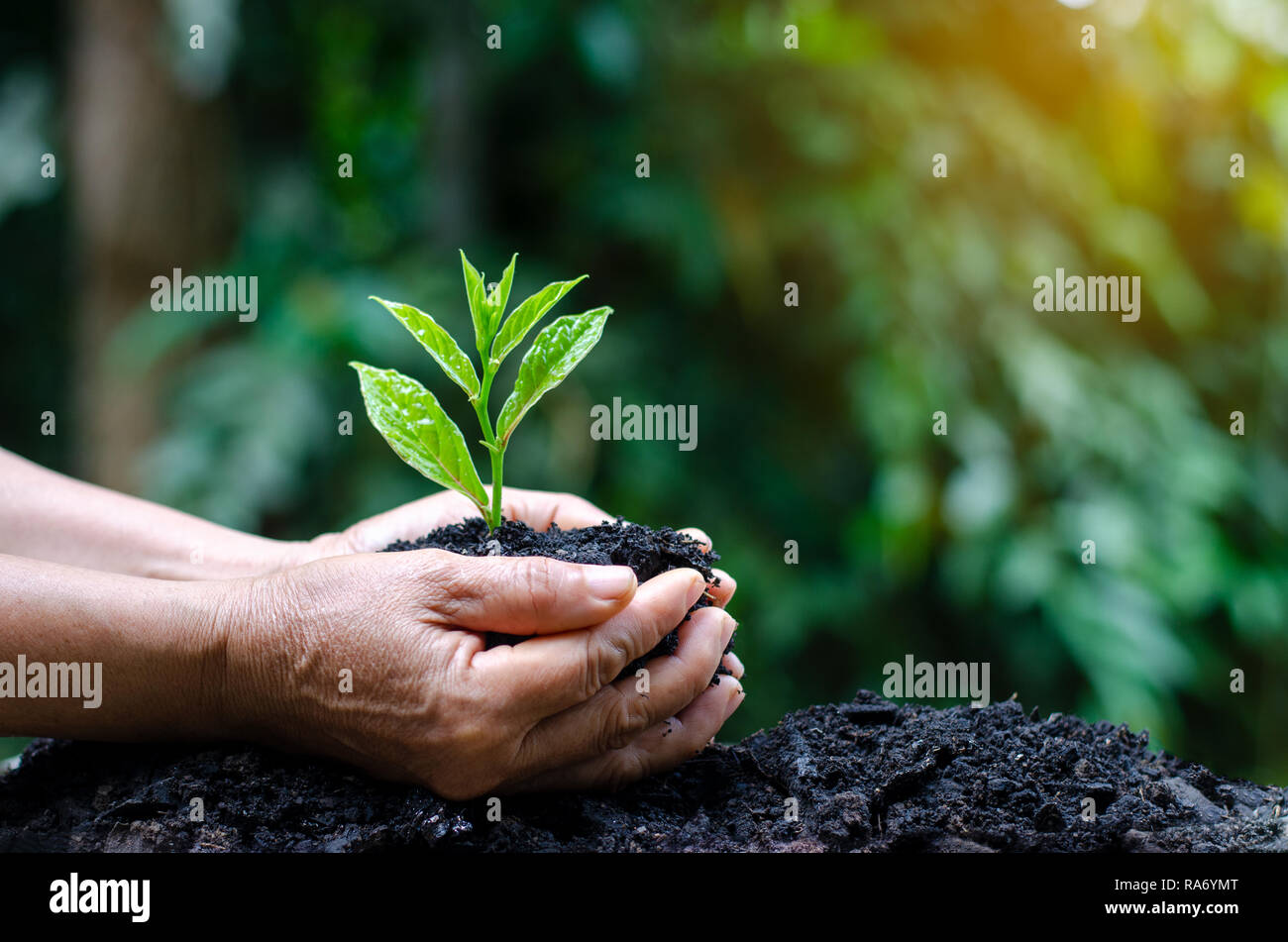In the hands of trees growing seedlings. Bokeh green Background Female ...