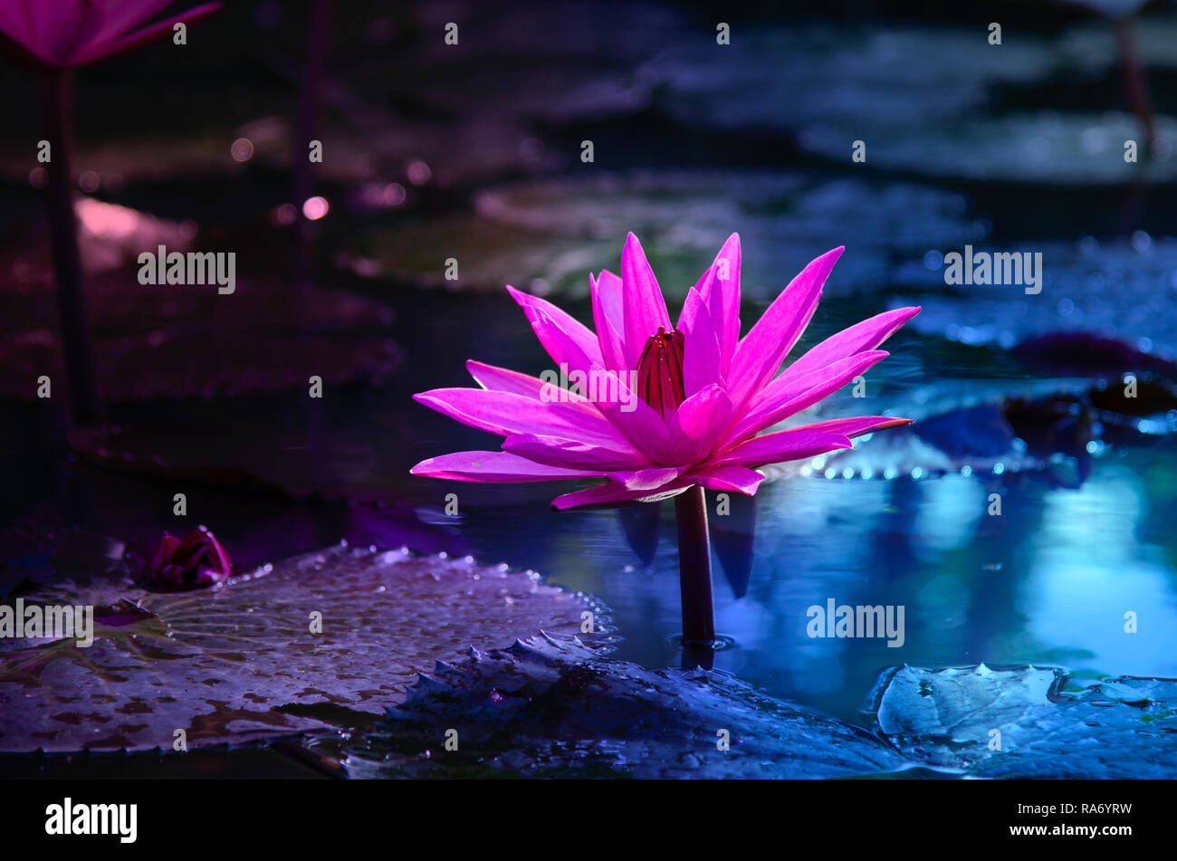 Lotus flower and candle light hi-res stock photography and images - Alamy