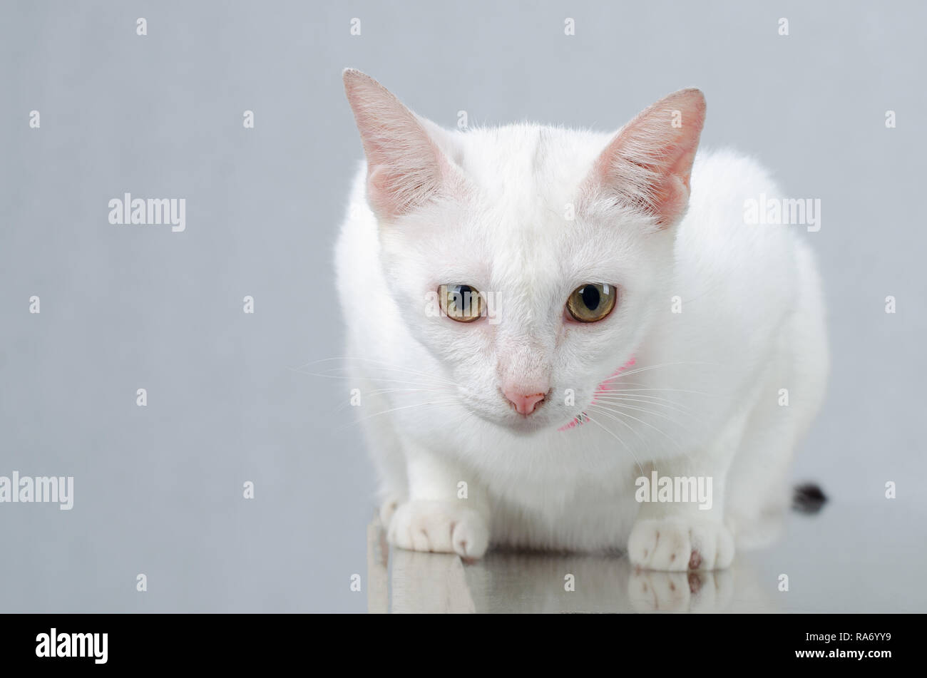 White kitten Portrait of Pure White Cat with eyes on Isolated ...