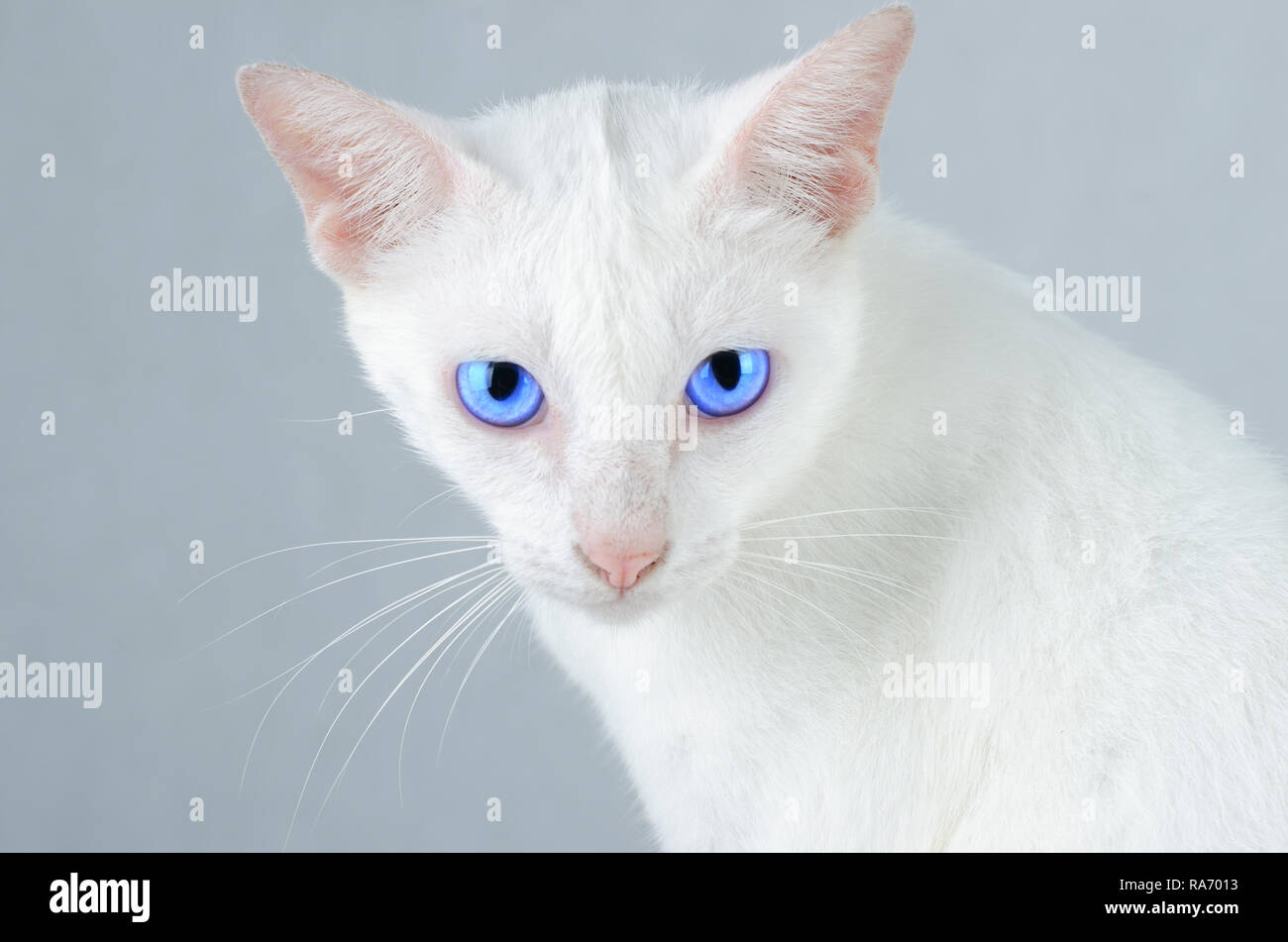 White kitten Portrait of Pure White Cat with blue eyes on Isolated ...
