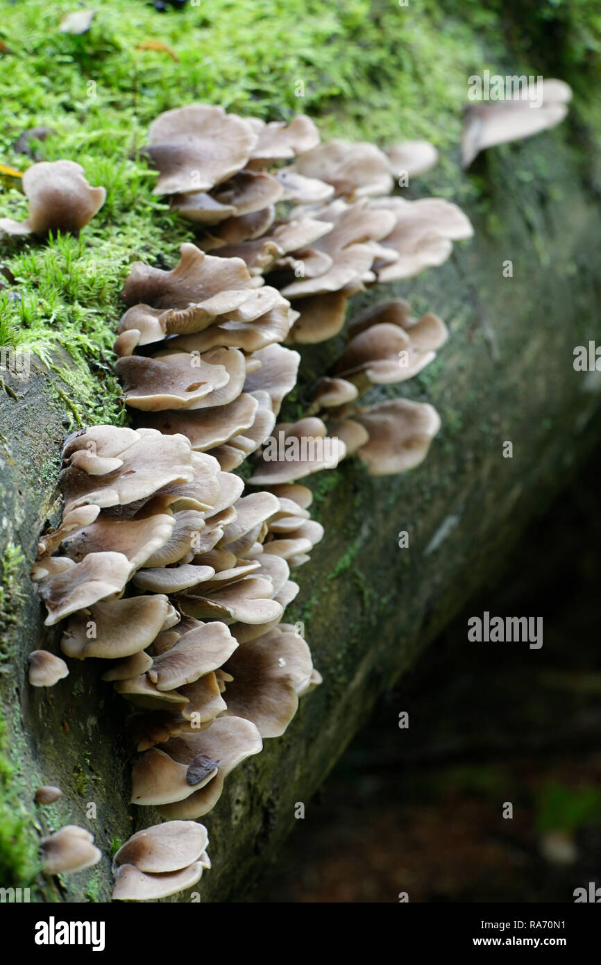 Lentinellus castoreus, wild mushroom from Finland Stock Photo - Alamy