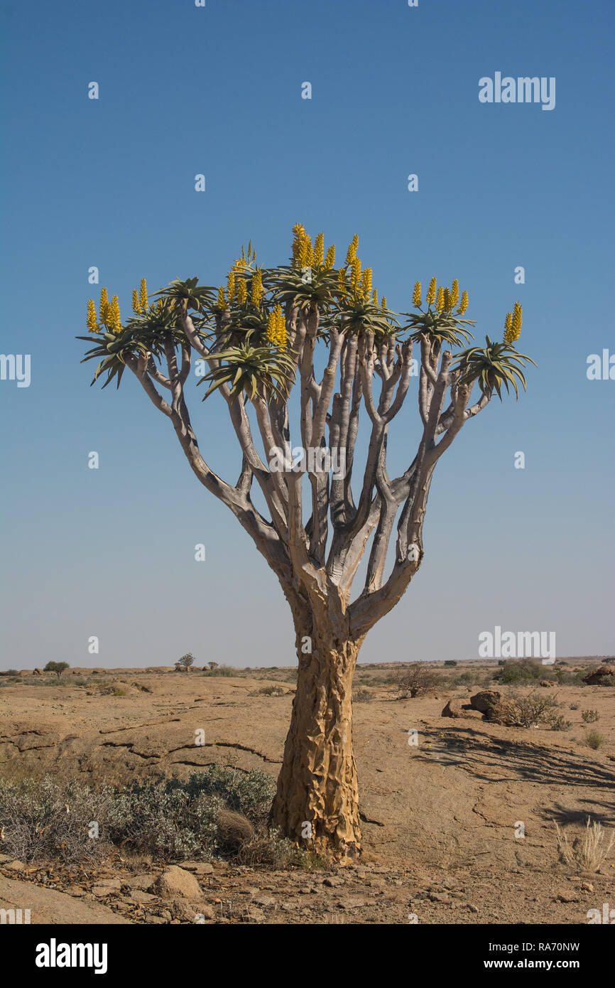 Quiver tree in the namibien desert Stock Photo - Alamy