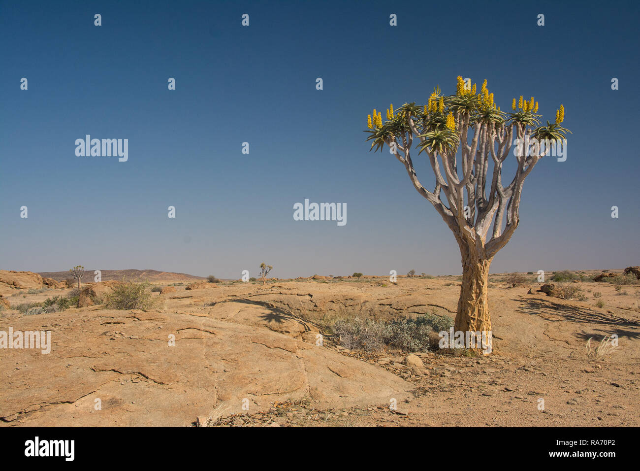 Quiver tree in the namibien desert Stock Photo - Alamy
