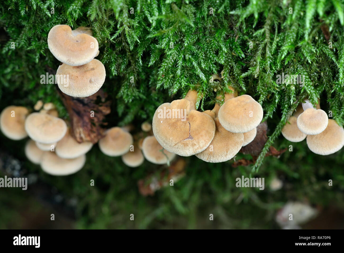 Panellus stipticus, commonly known as the bitter oyster, the astringent ...