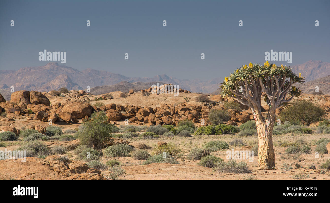 The quiver tree hi-res stock photography and images - Alamy