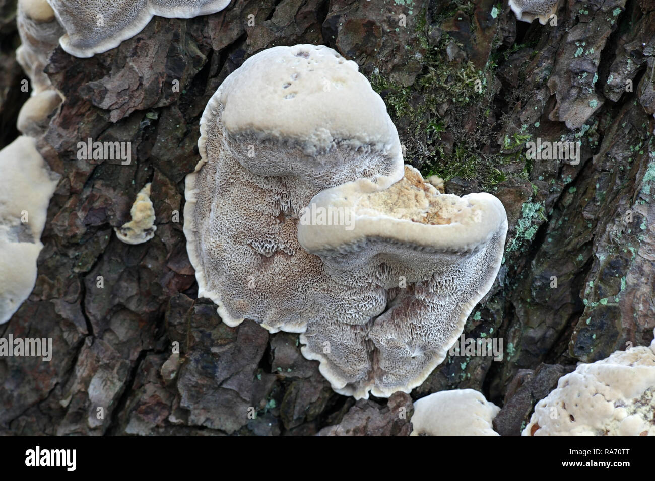 Alder bracket fungus, Mensularia radiata Stock Photo - Alamy