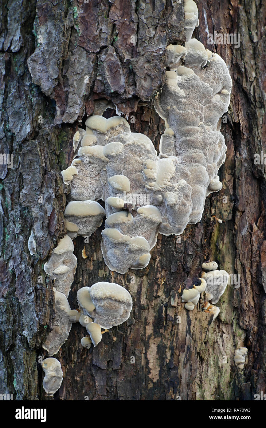 Alder Bracket Fungi Inonotus Radiatus High Resolution Stock Photography ...
