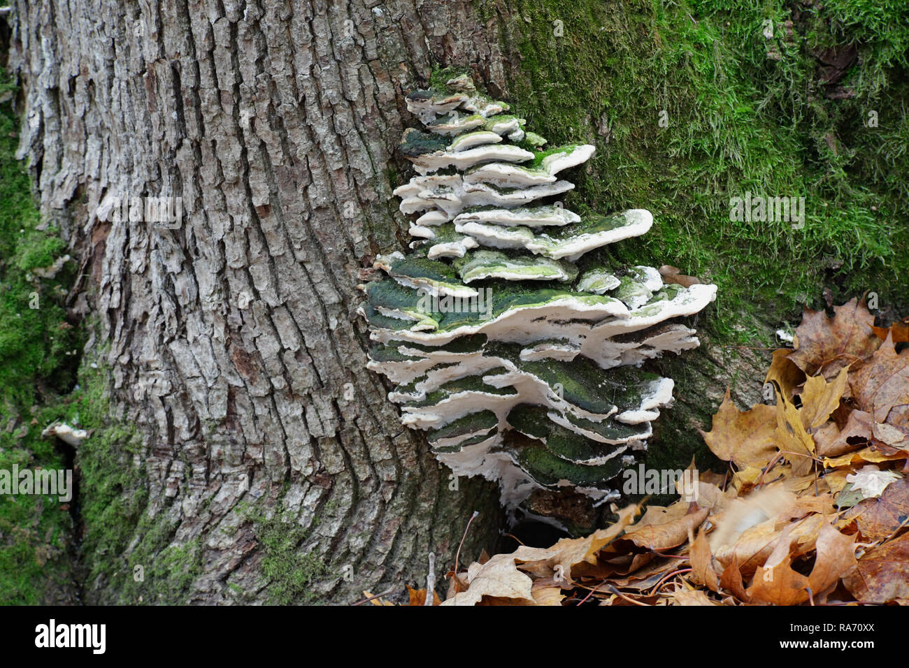 Mossy maple polypore, Oxyporus populinus Stock Photo - Alamy
