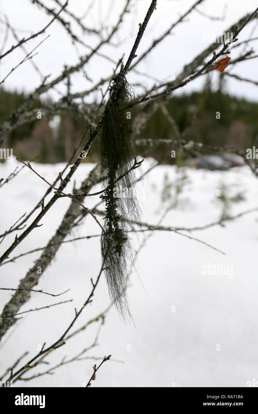 Hair hanging from tree in snow Stock Photo - Alamy