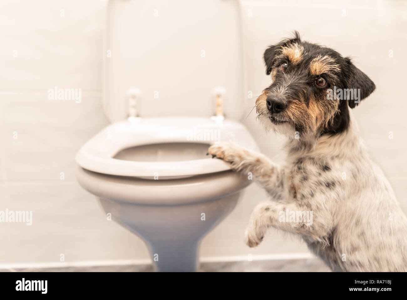 Dog on the toilet - Funny Jack Russell Terrier is looking forward in ...