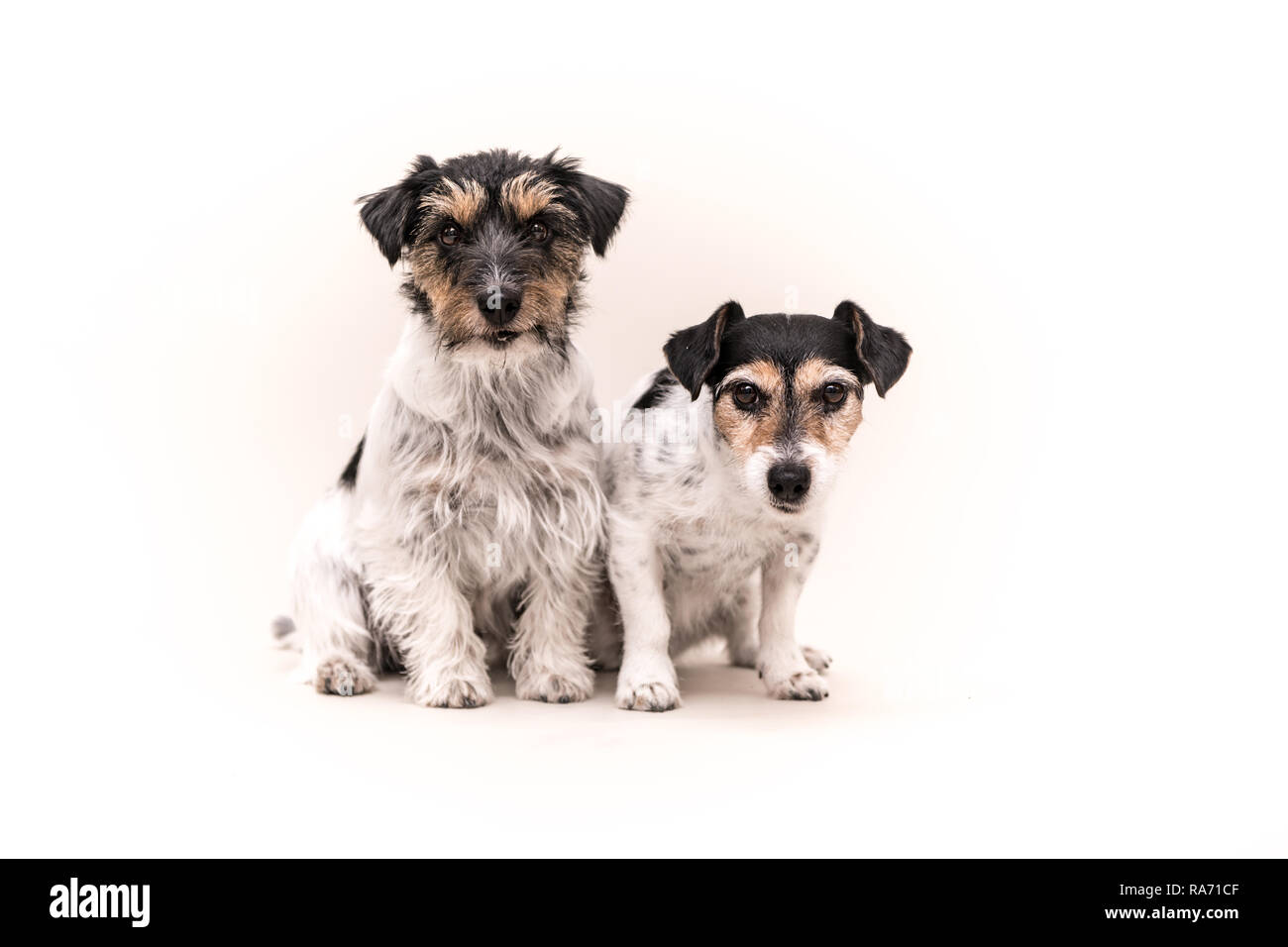 Jack russell smiling Cut Out Stock Images & Pictures - Alamy