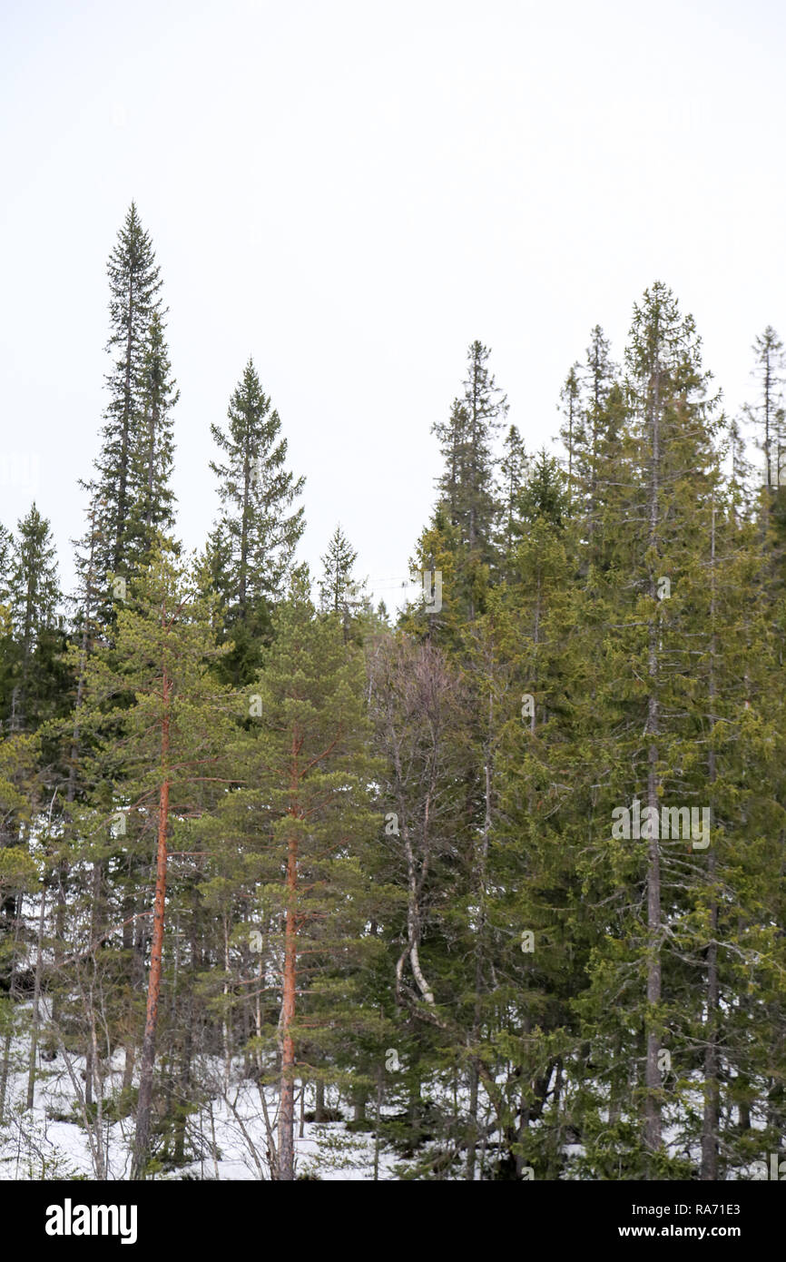 Tall fir trees in snowy mountains Stock Photo - Alamy