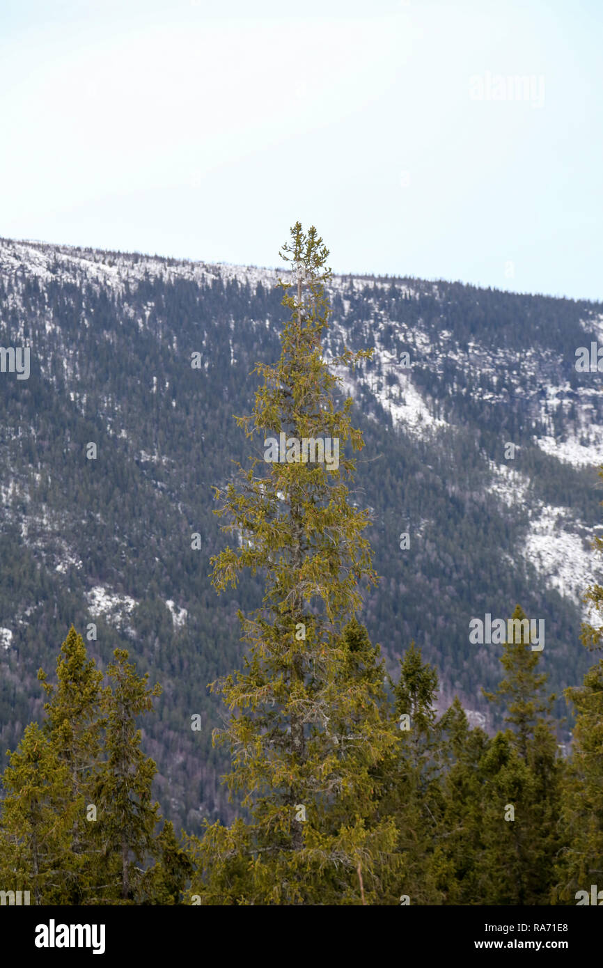 Tall fir trees in snowy mountains Stock Photo - Alamy