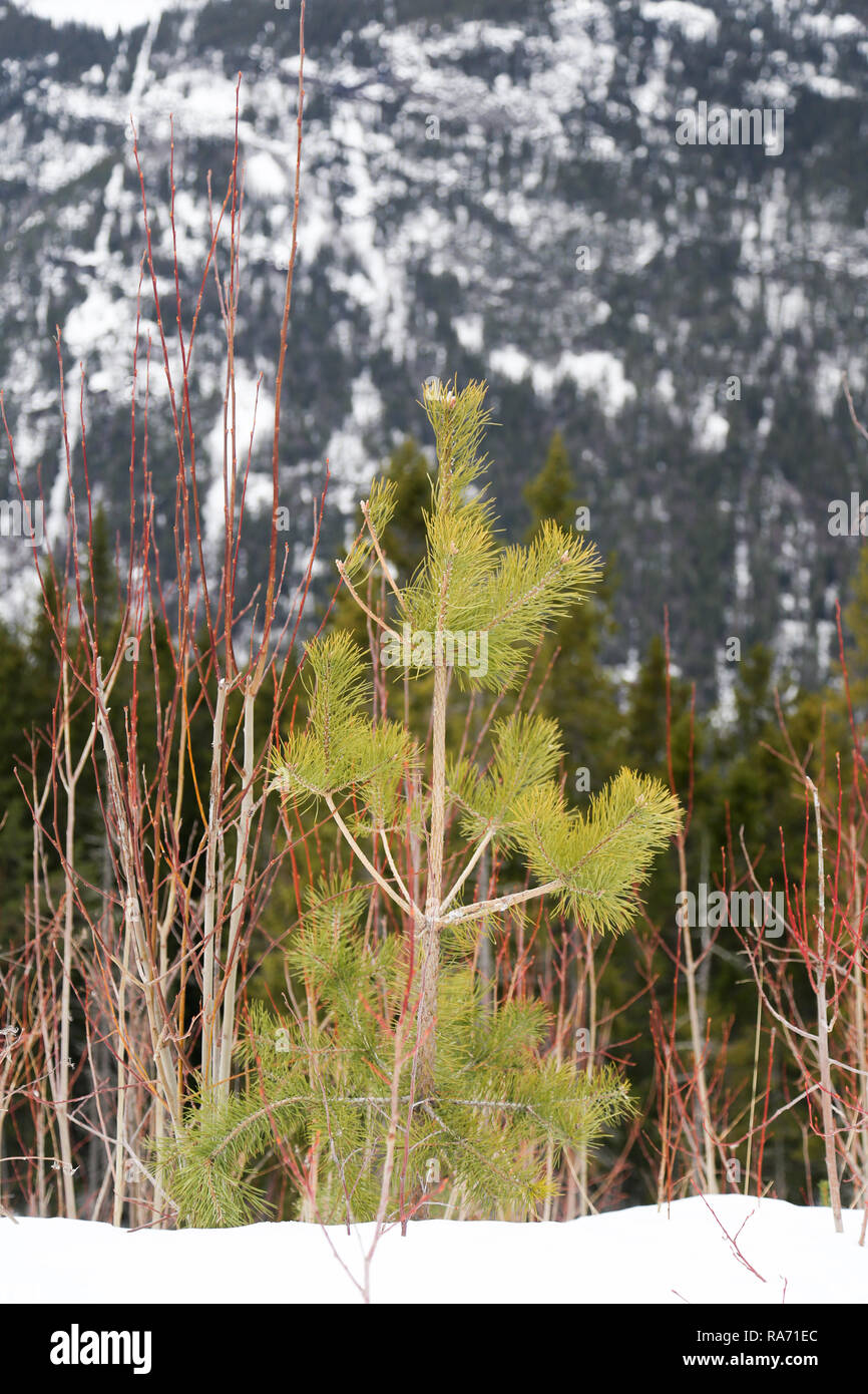 Young fir tree hi-res stock photography and images - Alamy