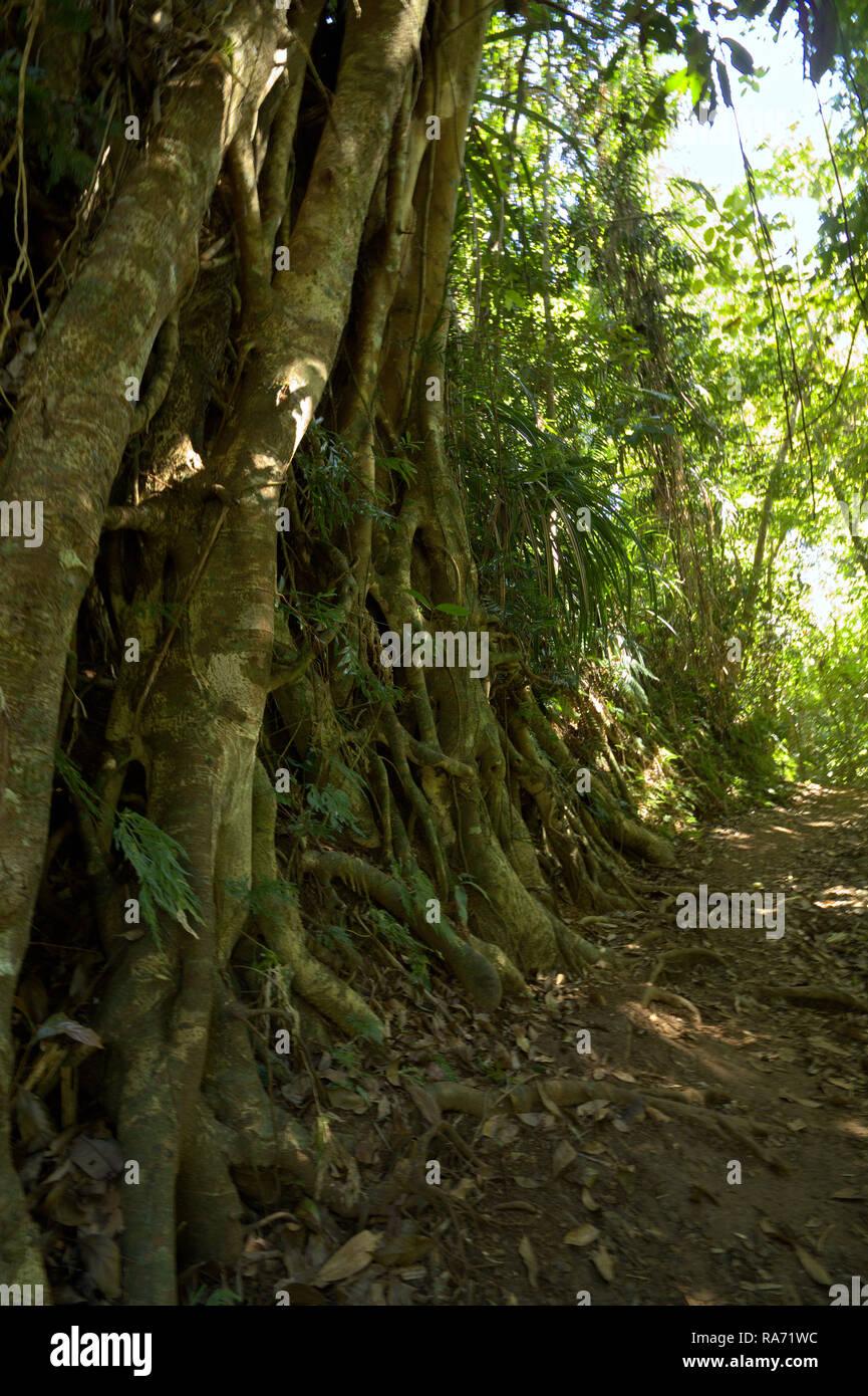 Fig tree on the edge of a path in the beautiful tropical rainforest of ...