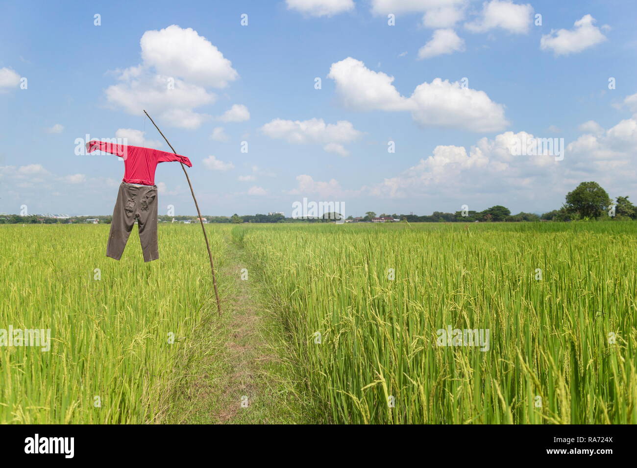 Rice field and scarecrow with blue sky in Lampang, Thailand Stock Photo ...