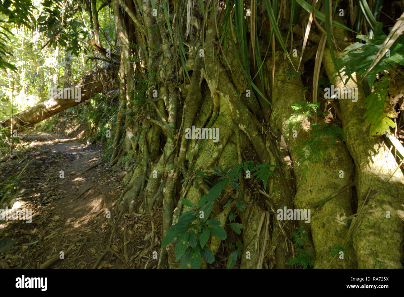 Rainforest fig hi-res stock photography and images - Alamy