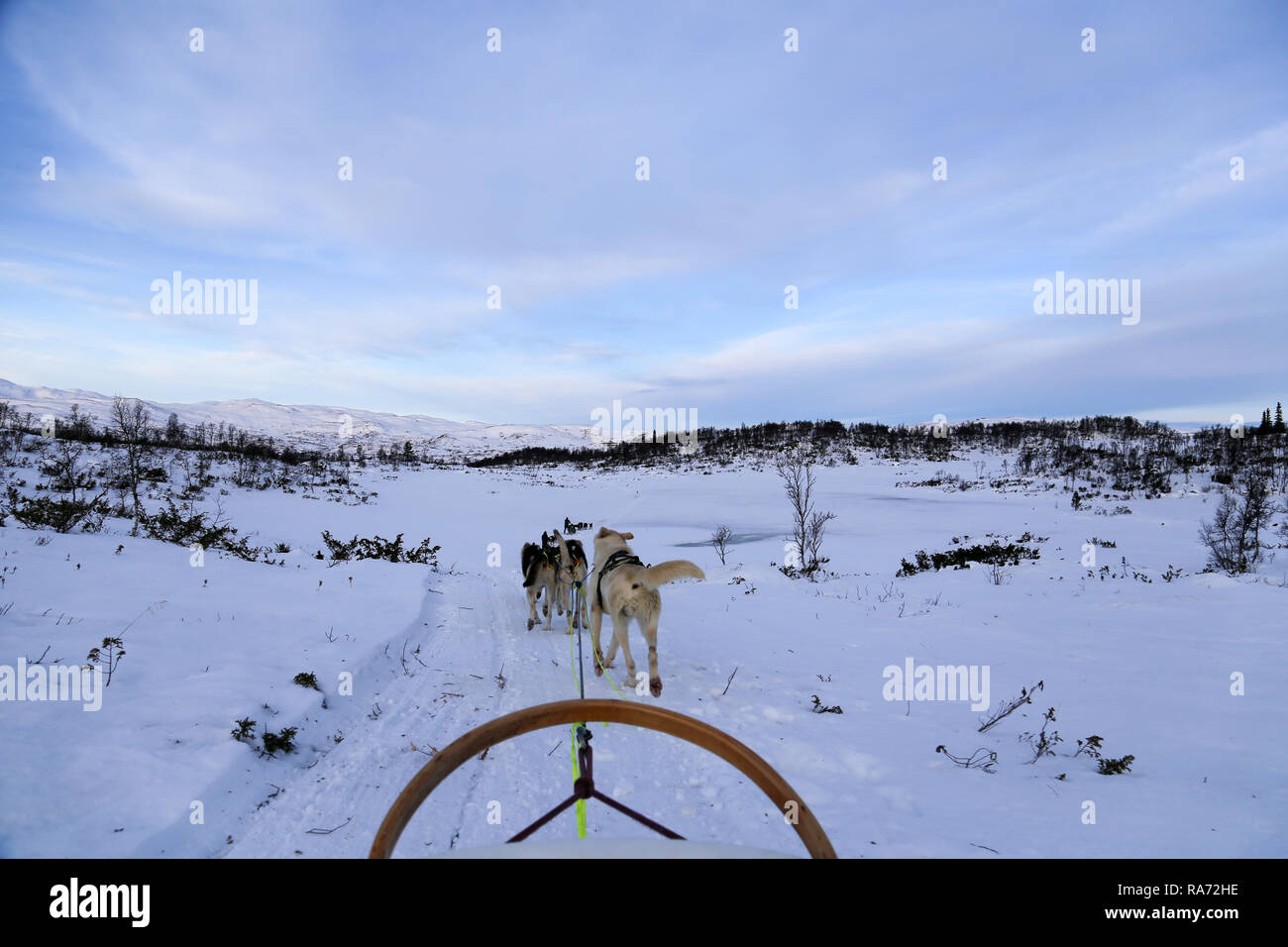 Dog sledding in white hi-res stock photography and images - Alamy