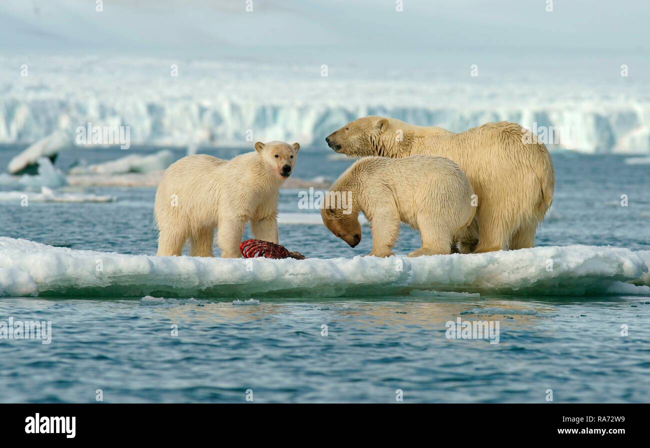 Polar bears (Ursus maritimus), young animals and female feeding on the ...