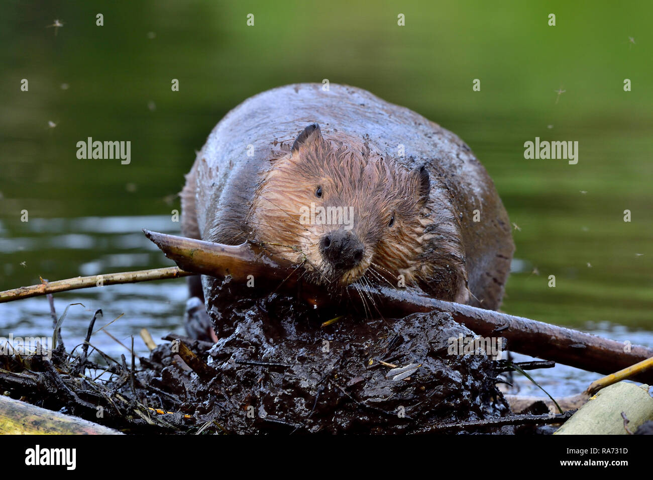 Canadian beaver beaver dam canadensis hi-res stock photography and ...