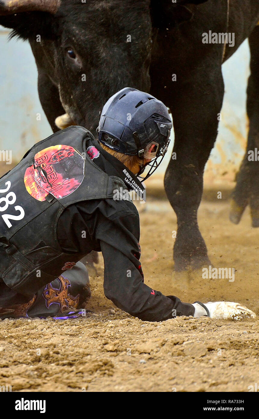 A rodeo cowboy that has been bucked off a rodeo bucking bull at an ...