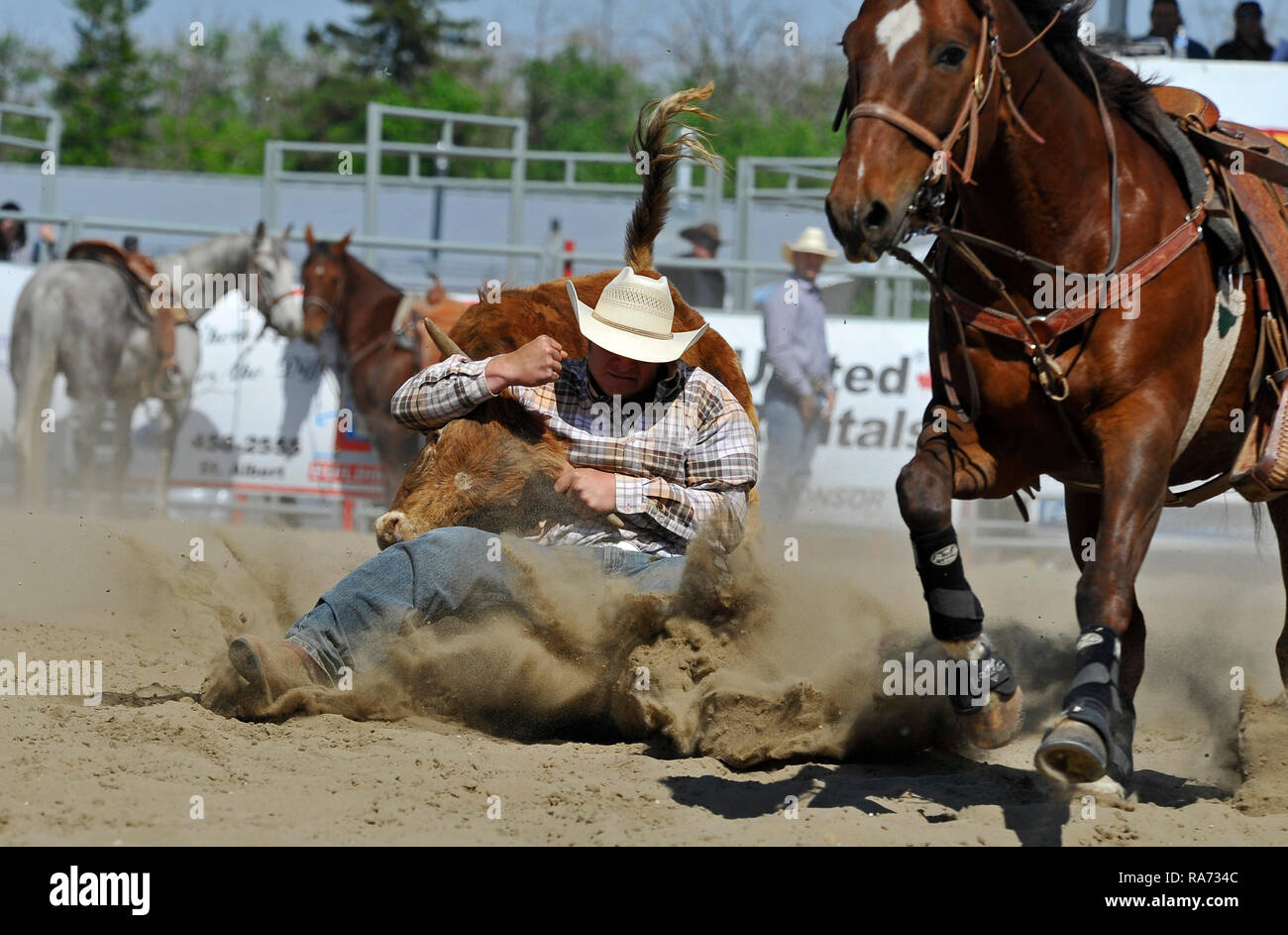Cowboy wrangling steer hi-res stock photography and images - Alamy