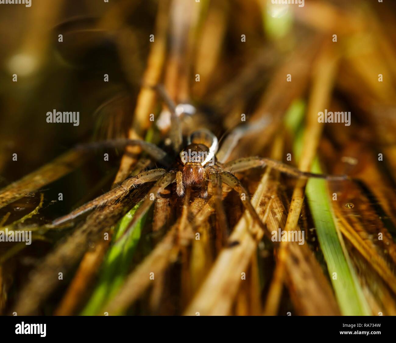 Raft spider (Dolomedes fimbriatus), nature reserve Isarauen, Bavaria ...
