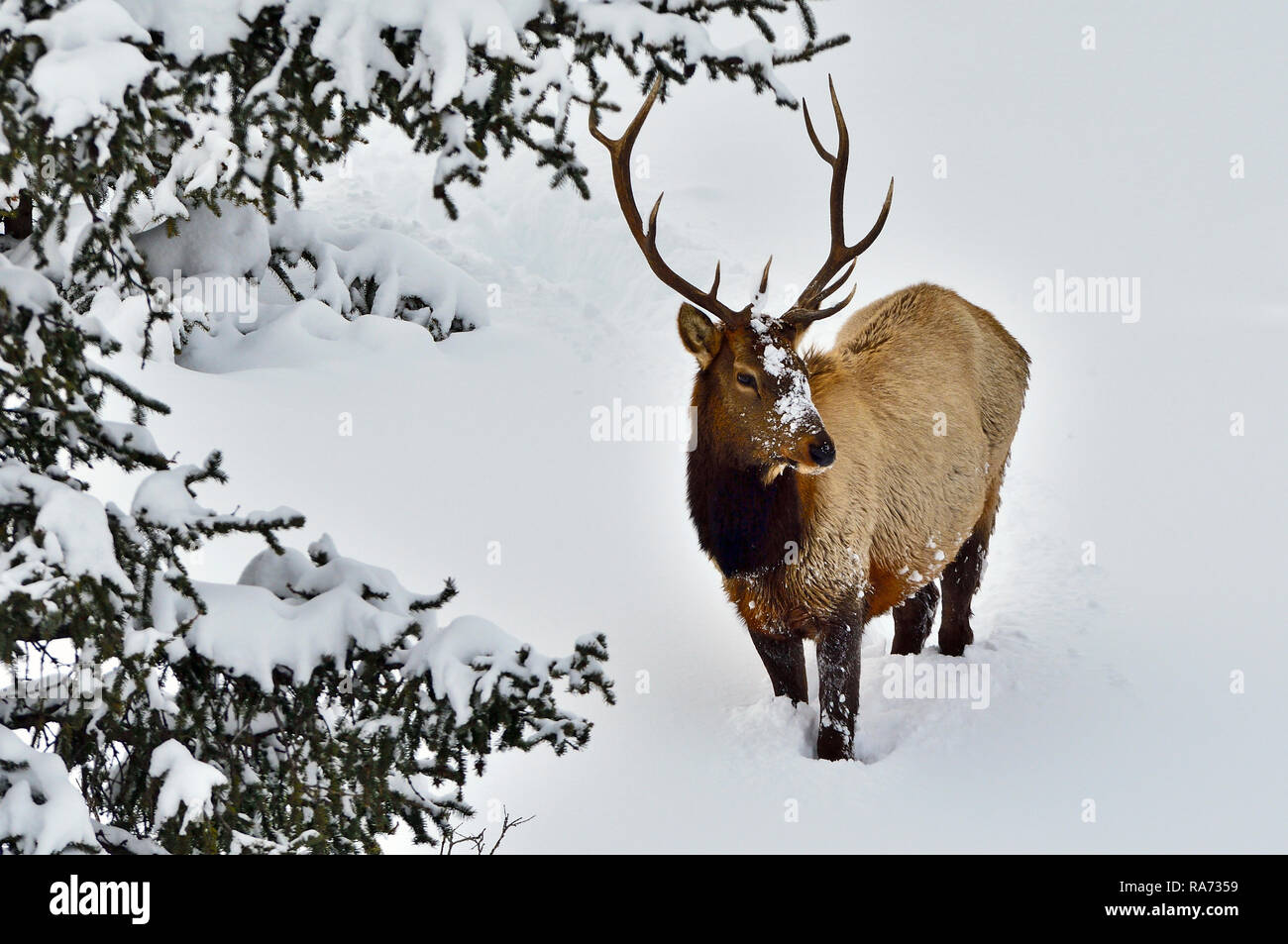 A winter landscape of a bull elk ( Cervus canadensis), standing in the ...