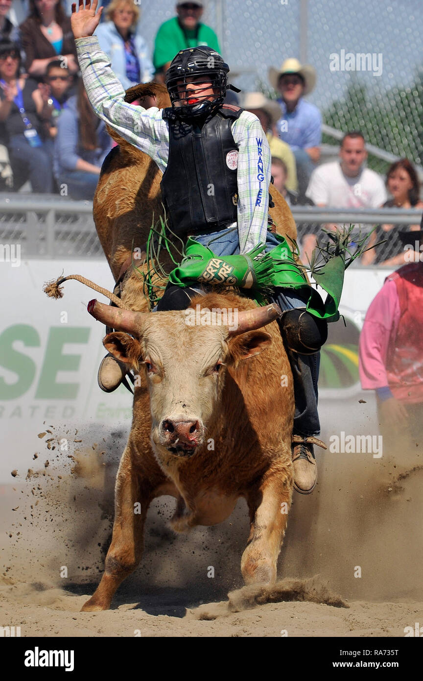 Bull dust hi-res stock photography and images - Alamy