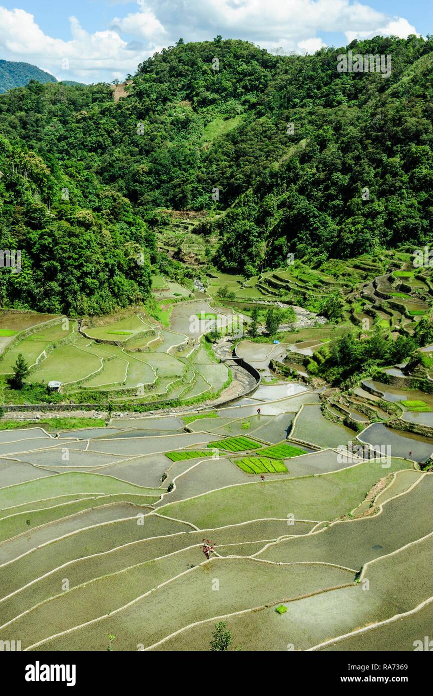 Rice terraces of Banaue, Northern Luzon, Philippines Stock Photo - Alamy