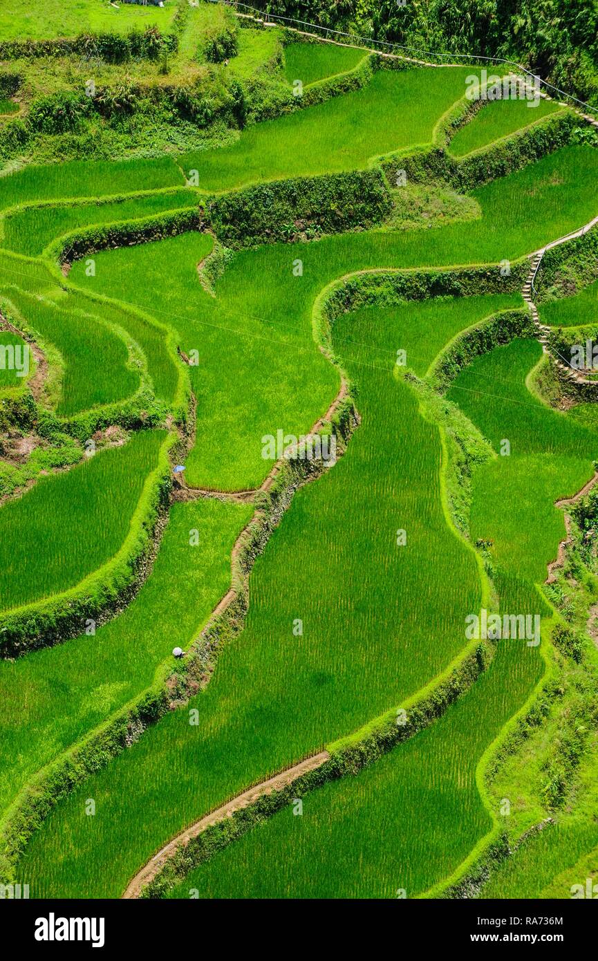 Bangaan in the rice terraces of Banaue, Northern Luzon, Philippines ...
