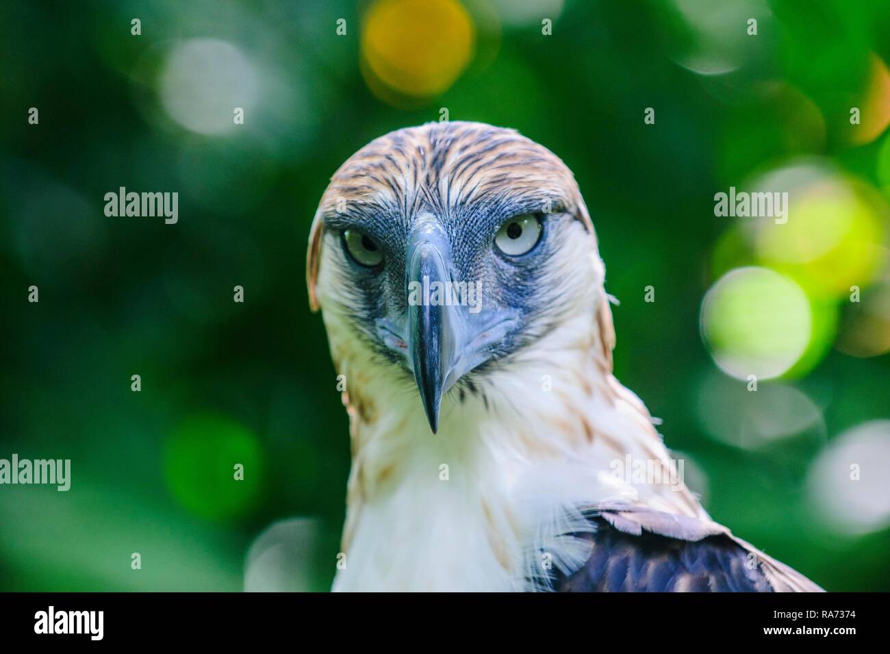 Philippine eagle head hi-res stock photography and images - Alamy