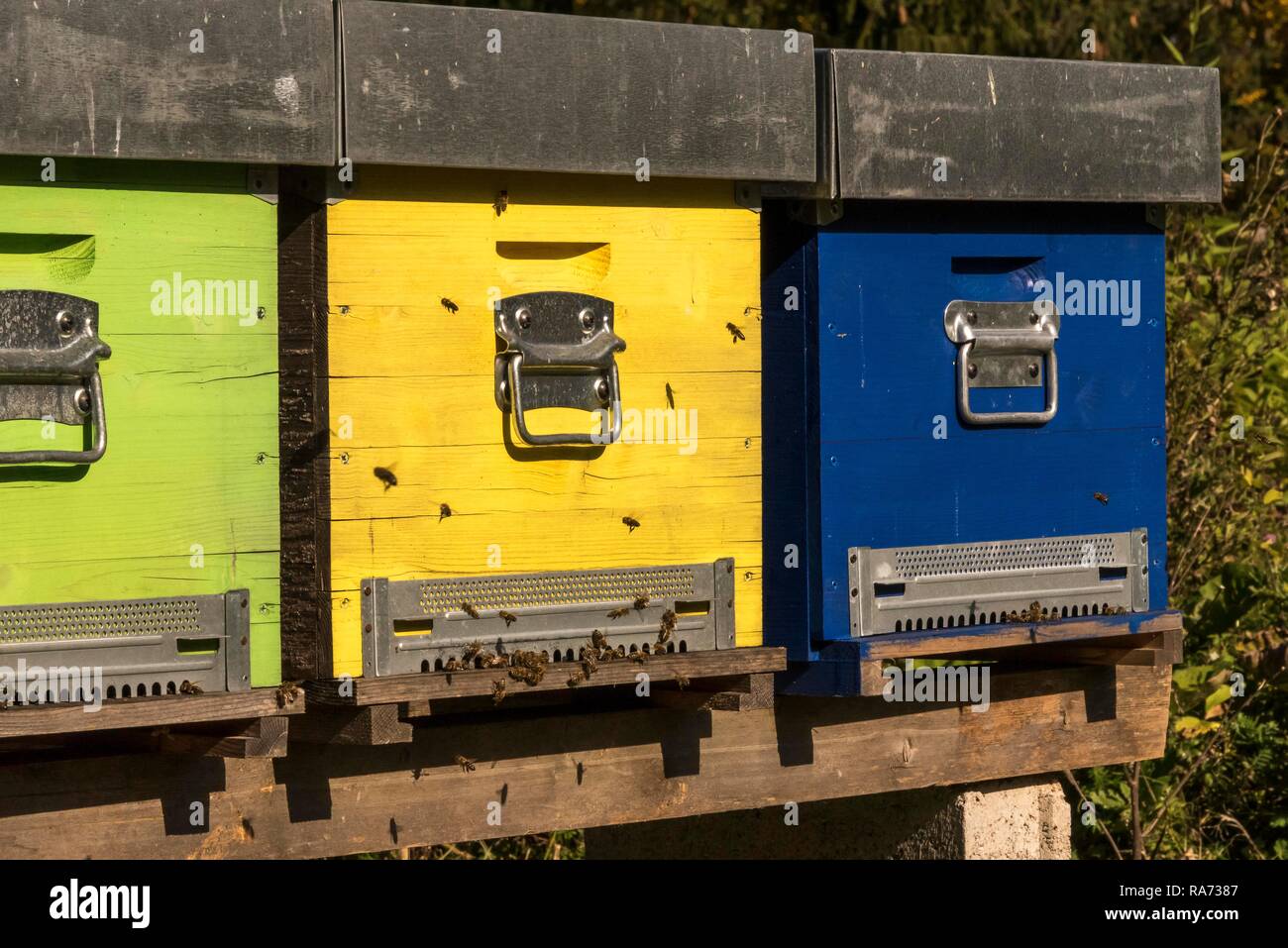 Beehive bees hi-res stock photography and images - Alamy