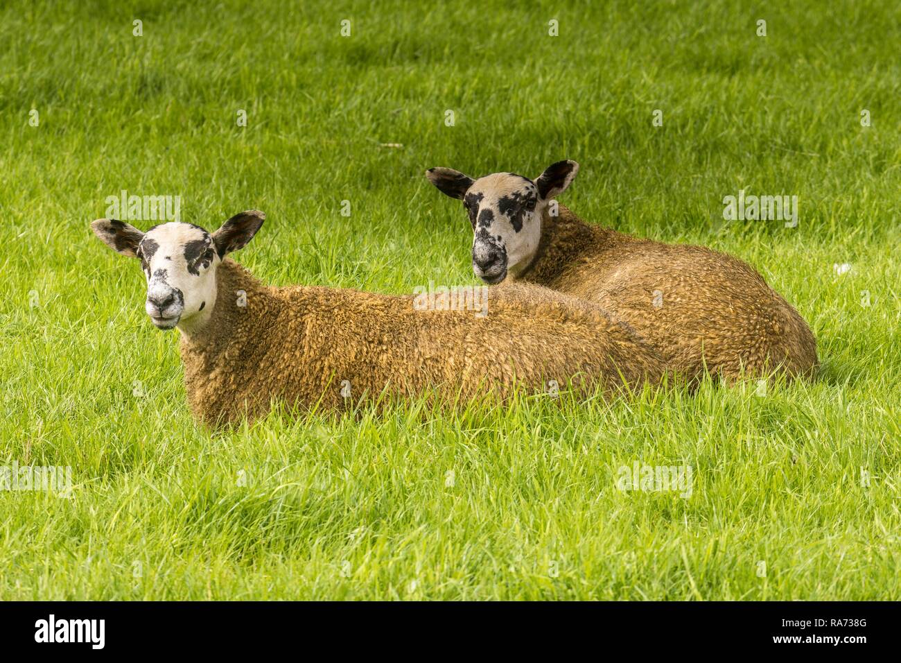 Sheep grazing scotland hi-res stock photography and images - Alamy